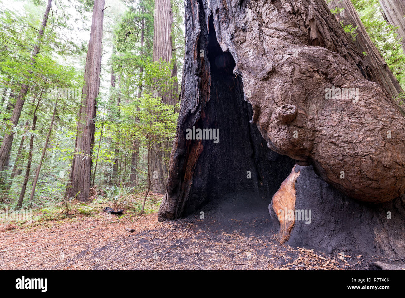 Closeup view of a burnt out redwood tree in Humboldt Redwoods State ...