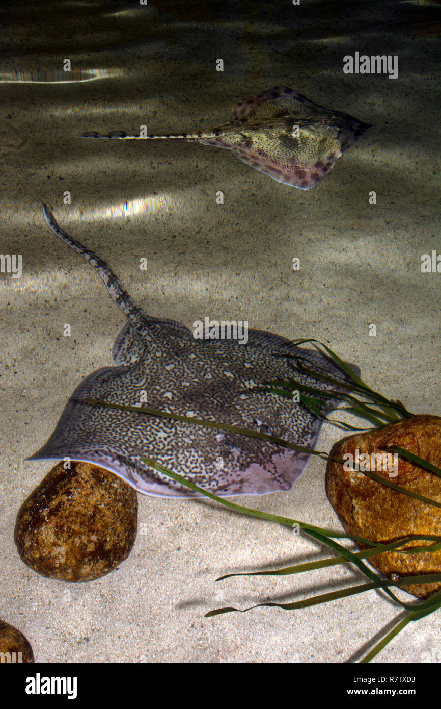 Thornback Rays High Resolution Stock Photography and Images - Alamy