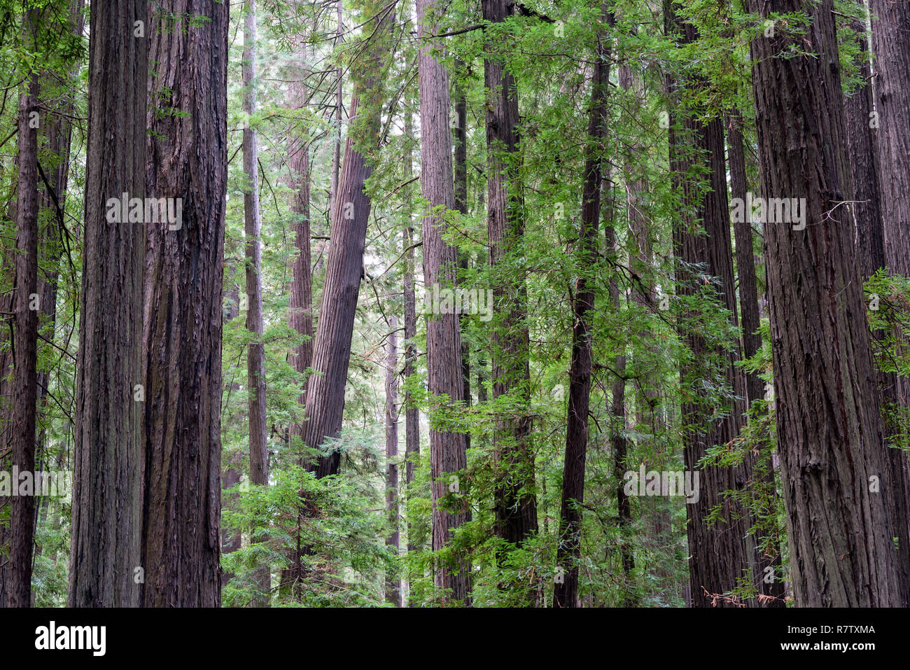 Humboldt redwoods national park hi-res stock photography and images - Alamy
