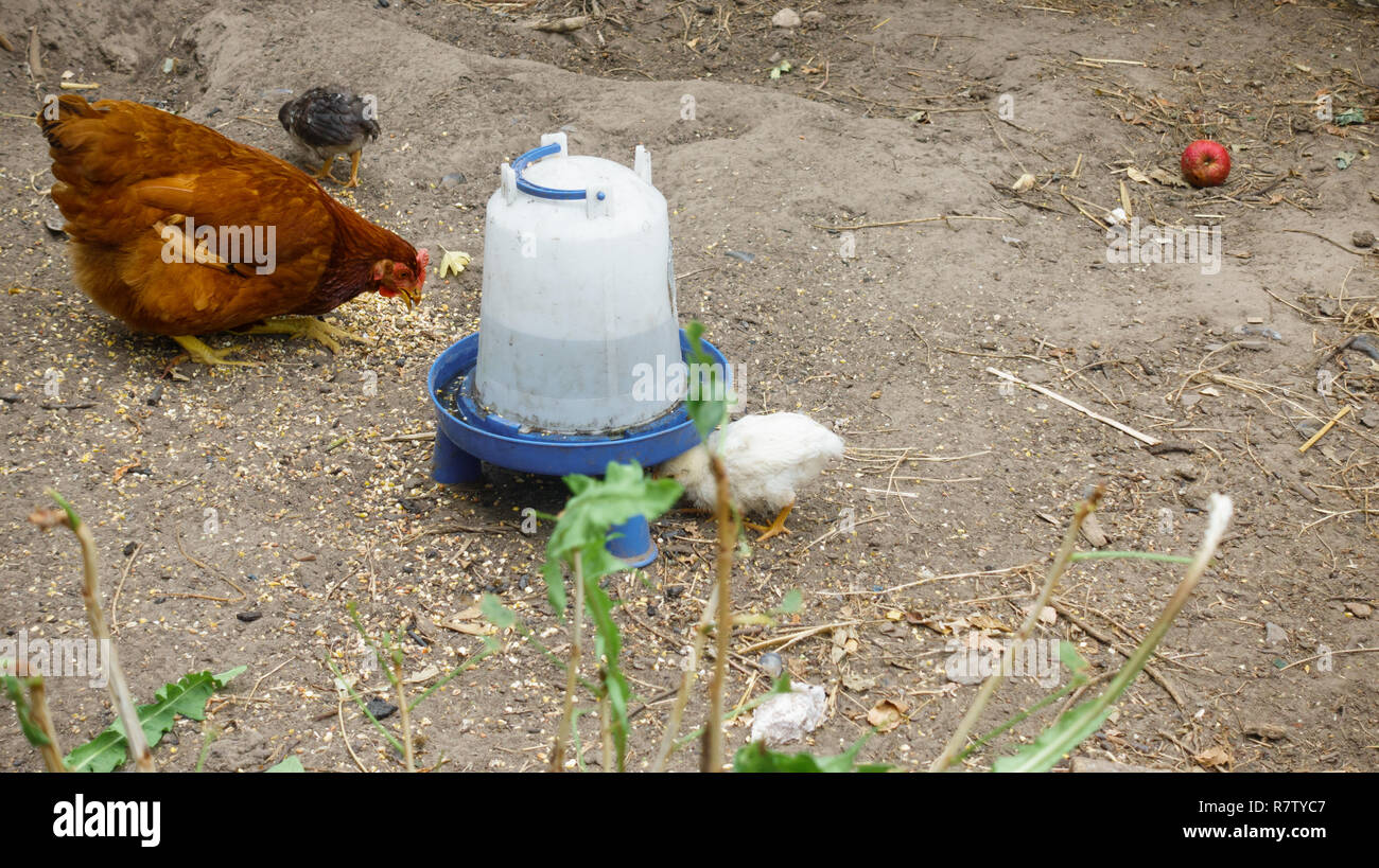 Hen farm france hi-res stock photography and images - Alamy