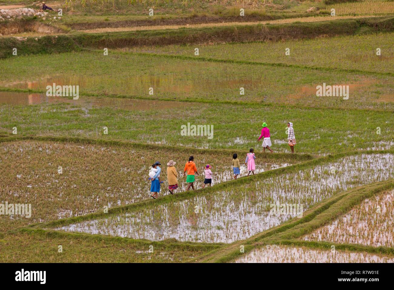 Madagascar, Central Highlands, Antsirabe region, rice fields to ...
