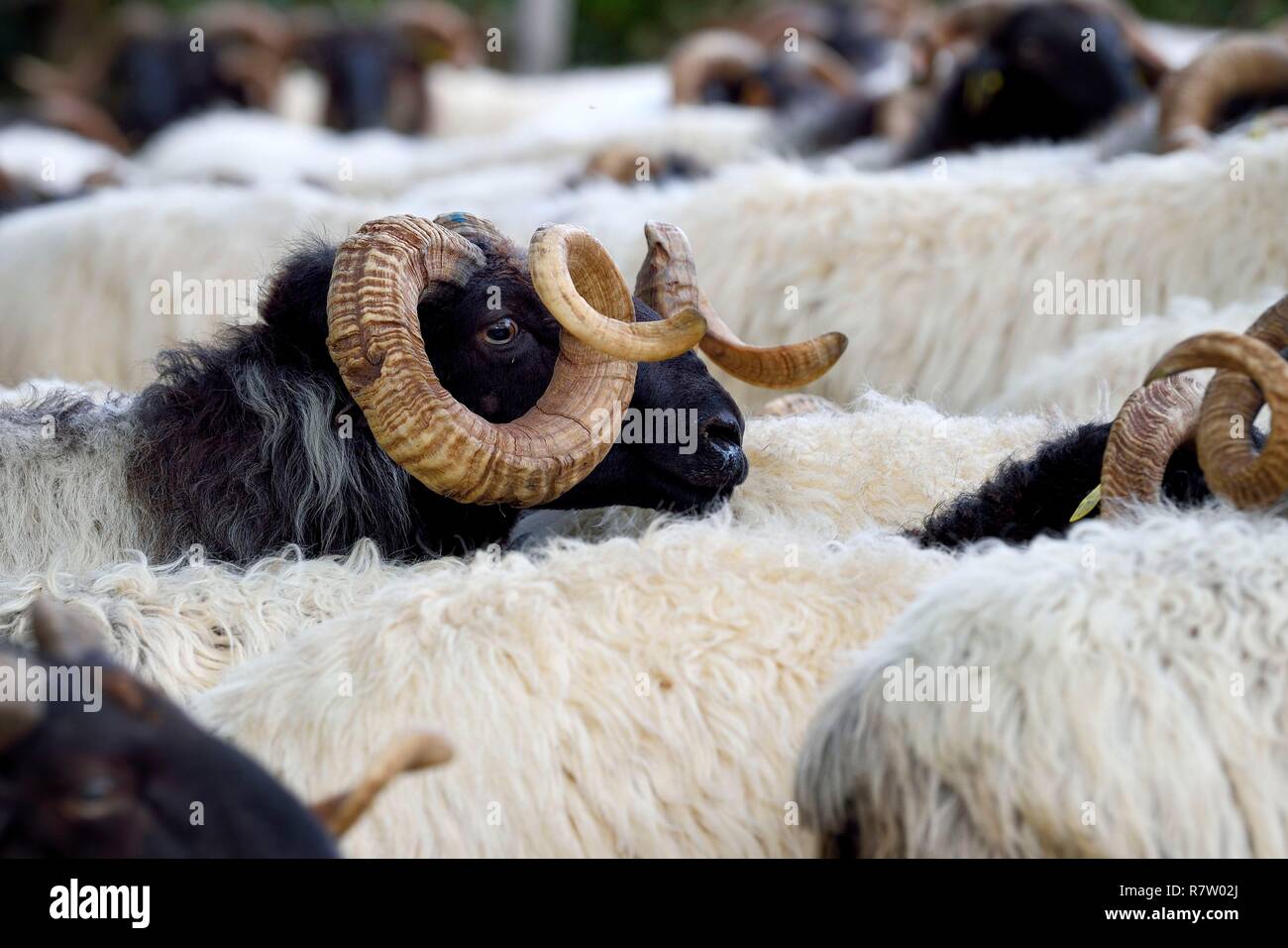 Aldudes hi-res stock photography and images - Alamy