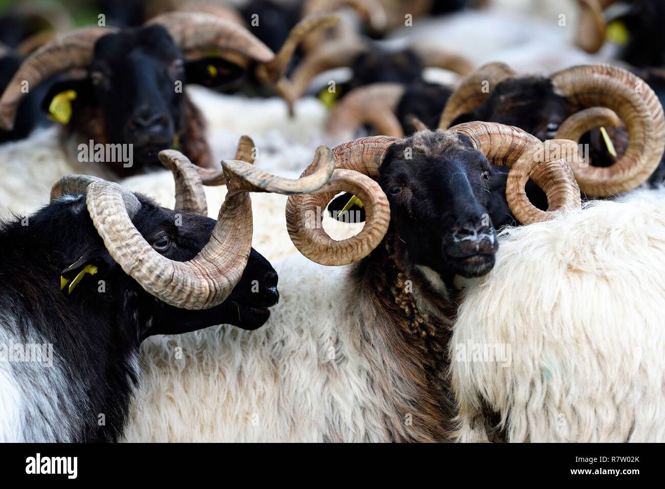 Aldudes hi-res stock photography and images - Alamy