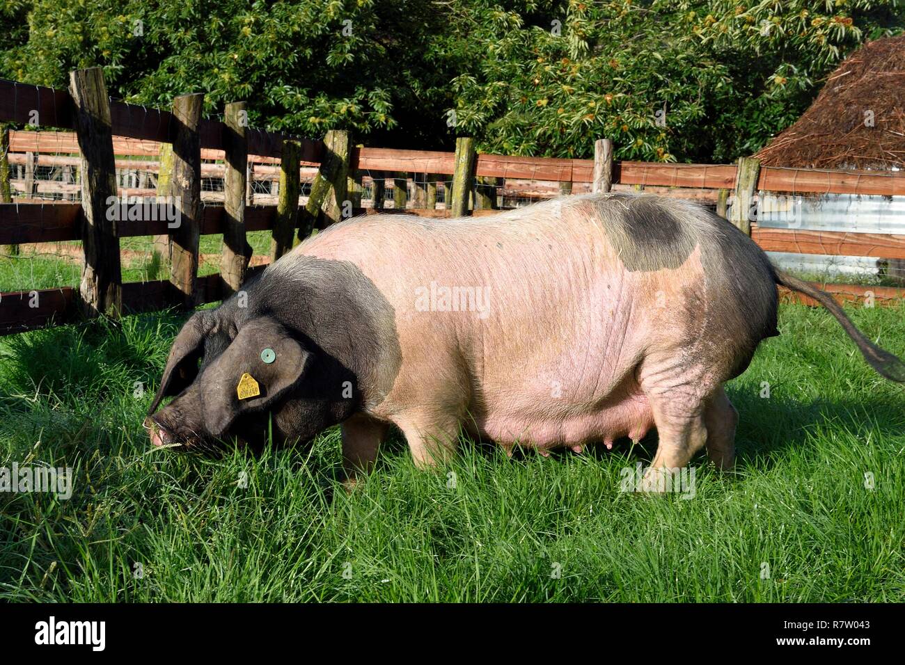 Aldudes High Resolution Stock Photography and Images - Alamy