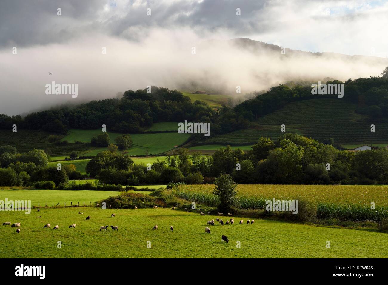 Manech sheep hi-res stock photography and images - Alamy
