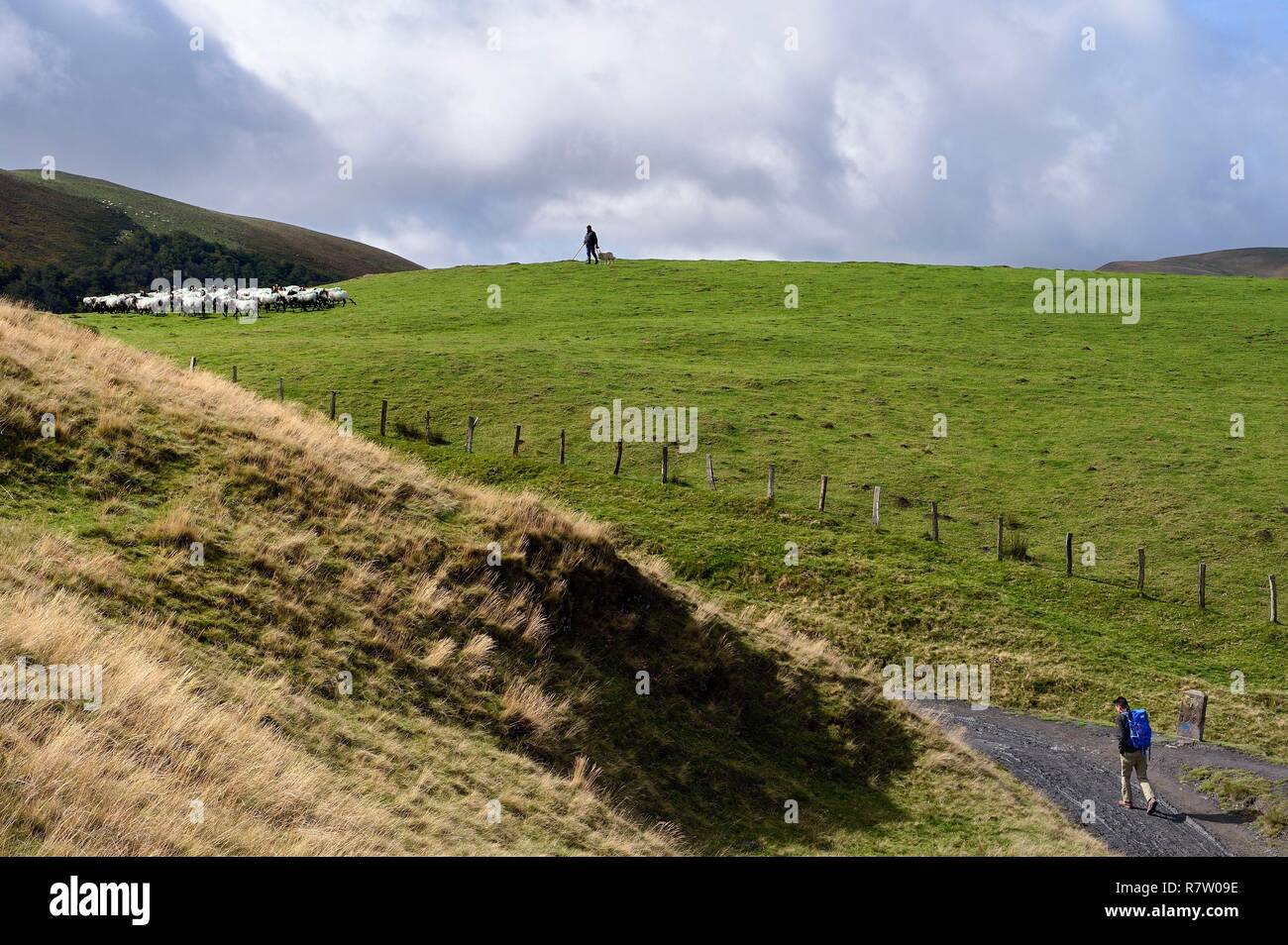 Shepherd sheep path hi-res stock photography and images - Alamy