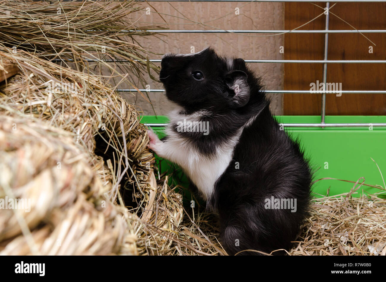 Little black and white guinea pig eating hay Stock Photo - Alamy