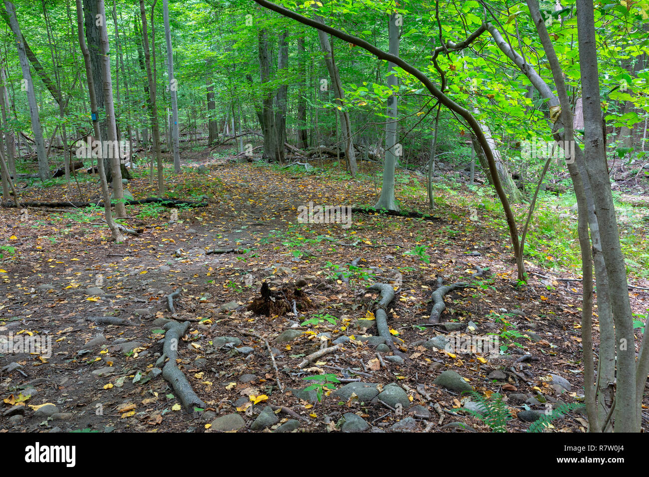 Arching Trees High Resolution Stock Photography and Images - Alamy