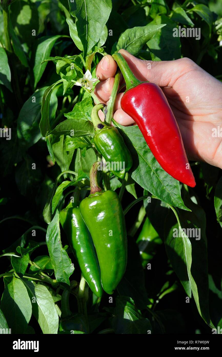 France, Pyrenees Atlantiques, Basque Country, Espelette, field of ...