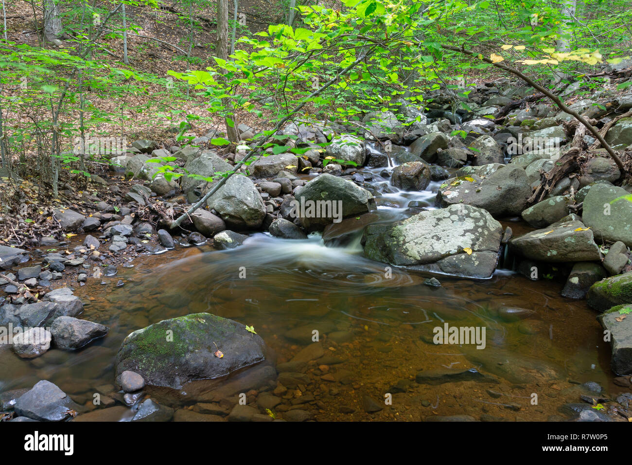 Small trees arching above a small cascading waterfall along a creek ...