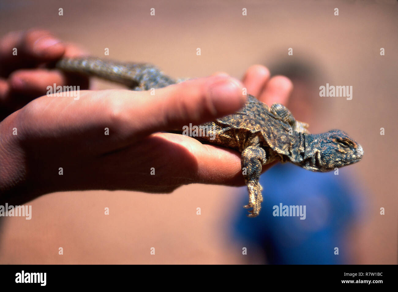 hand holding lizard Stock Photo - Alamy