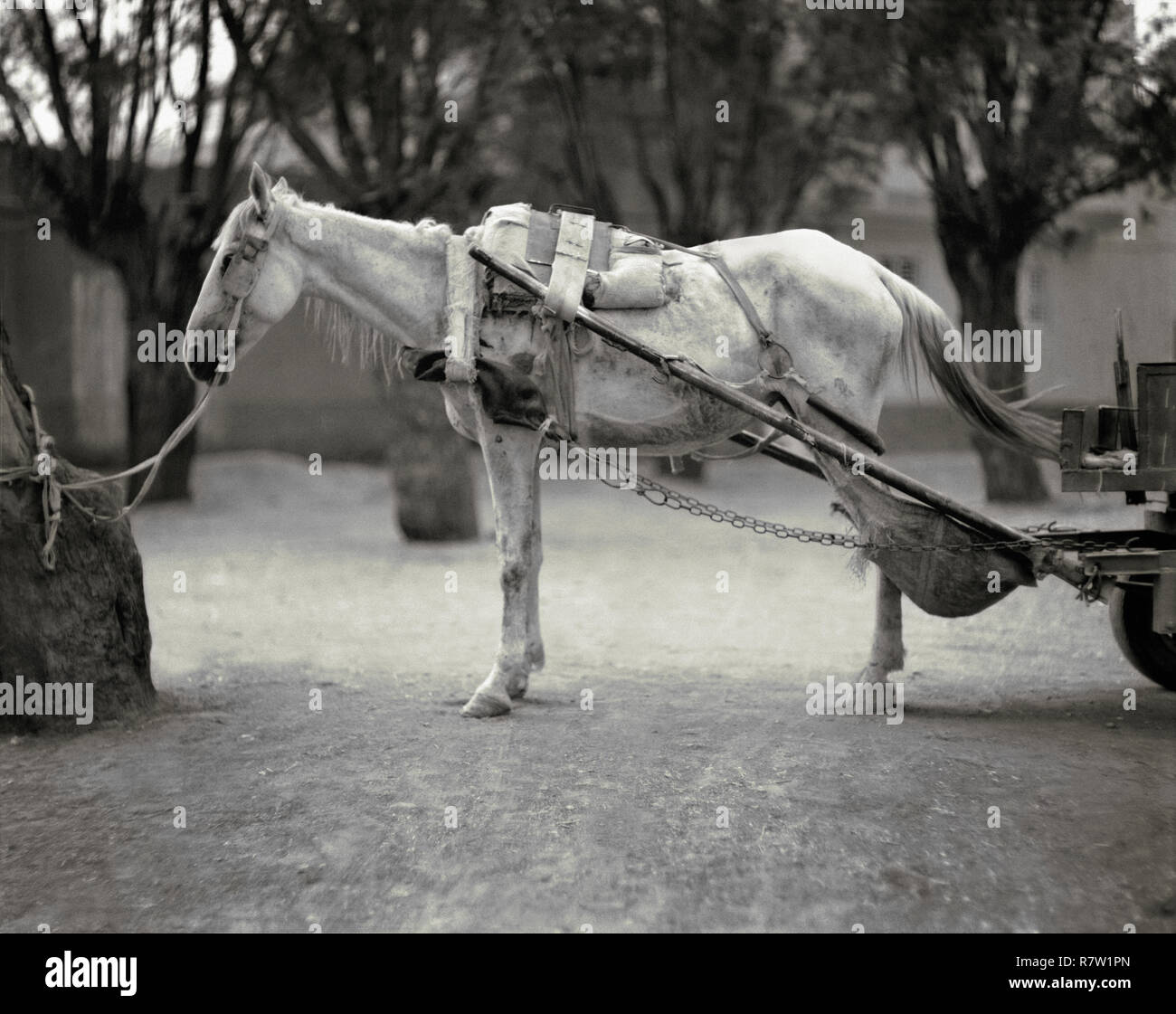 Side horse standing work hi-res stock photography and images - Alamy