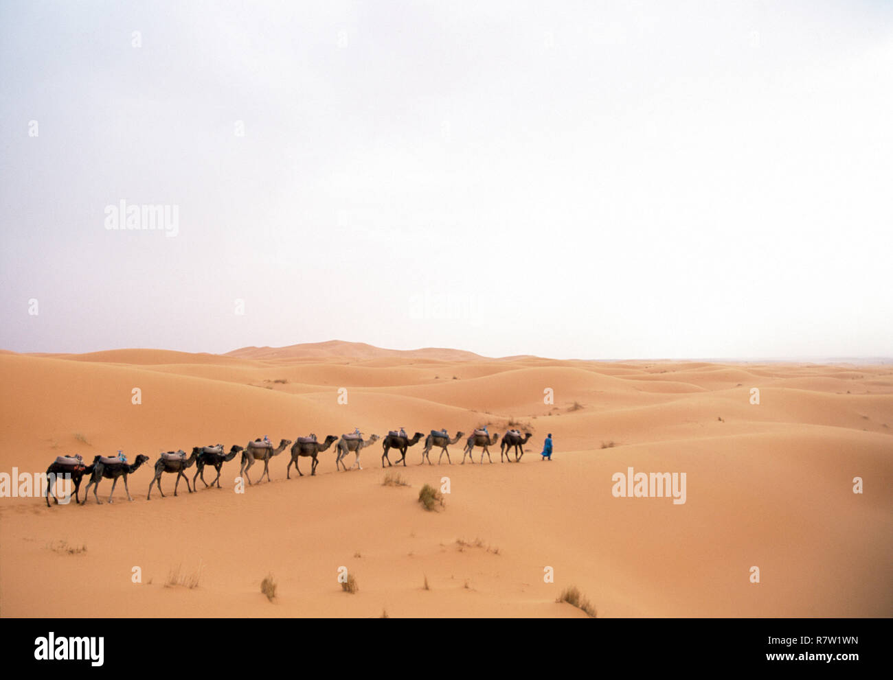 Guiding his camel hi-res stock photography and images - Alamy