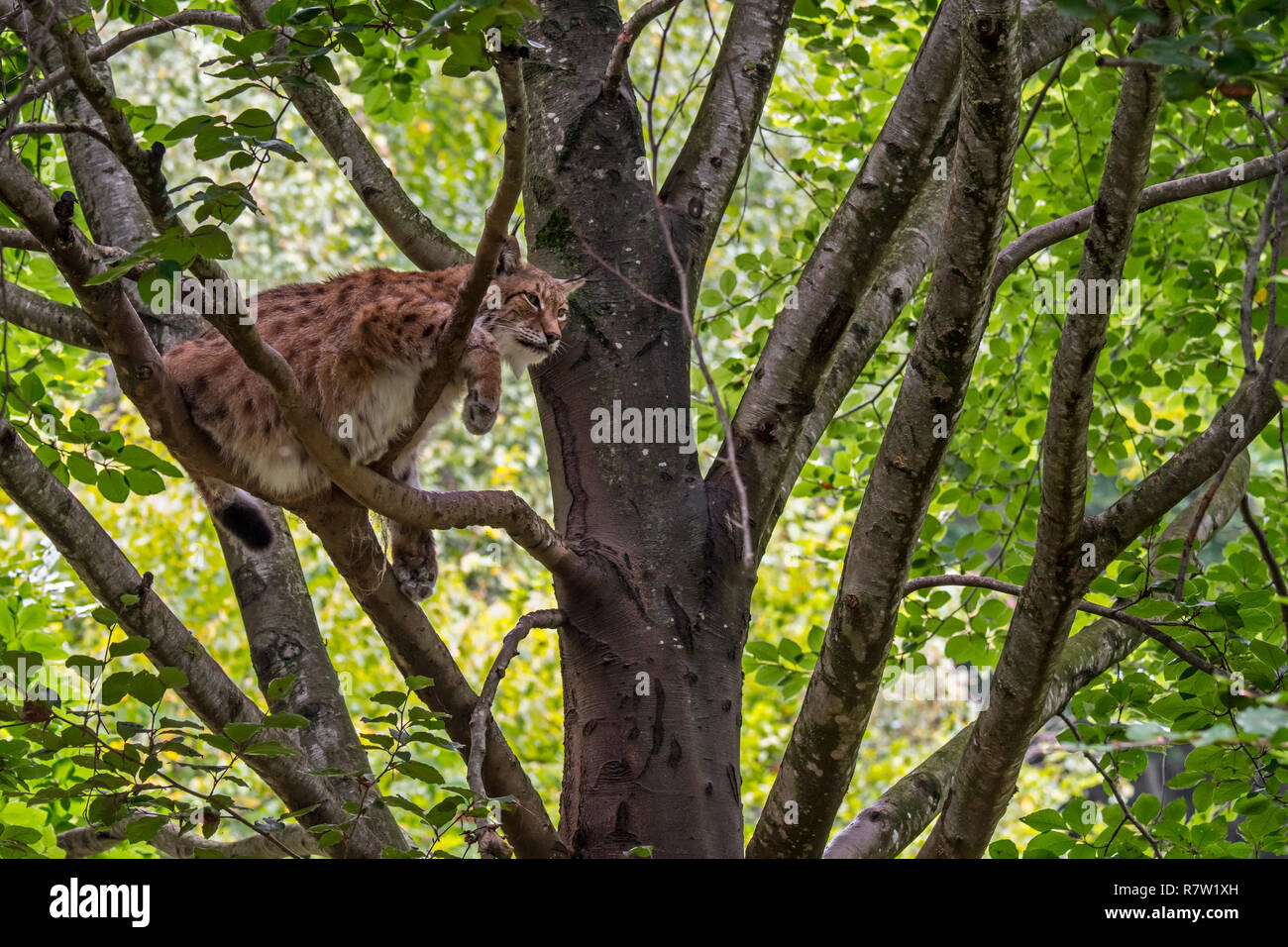 Sleepy Eurasian lynx (Lynx lynx) resting on branch in tree in forest ...