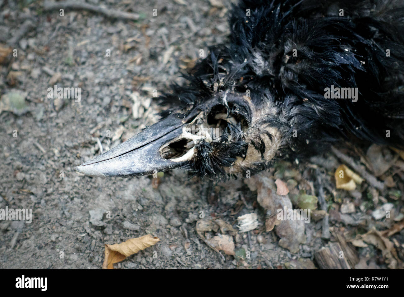 Dead crow lying on floor Stock Photo - Alamy