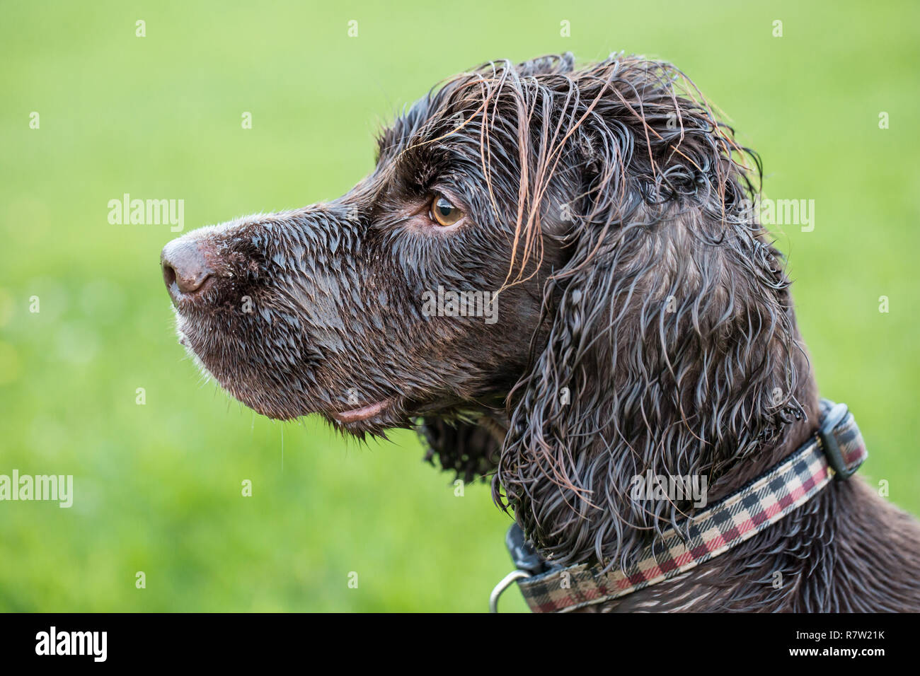 A side-on portrait of a et chocolate brown working cocker spaniel Stock ...