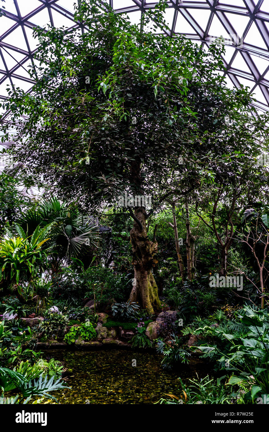 China Shanghai Botanical Garden Greenhouse Humid Tropical Climate Trees ...