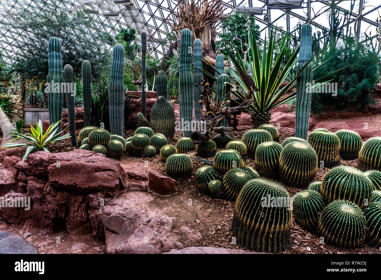 China Shanghai Botanical Garden Greenhouse Dry Desert Climate Different ...