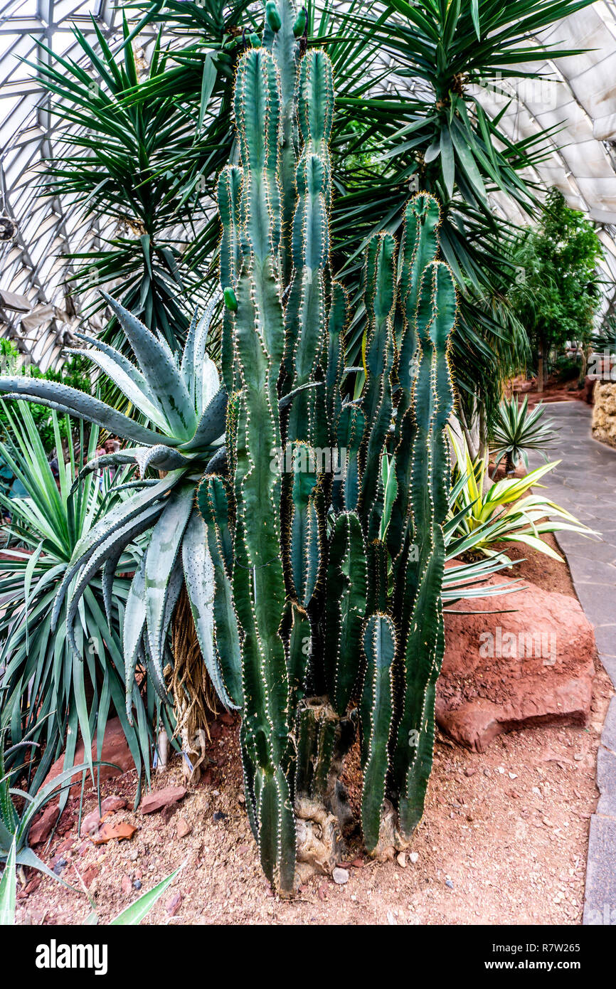 China Shanghai Botanical Garden Greenhouse Dry Desert Climate Different ...