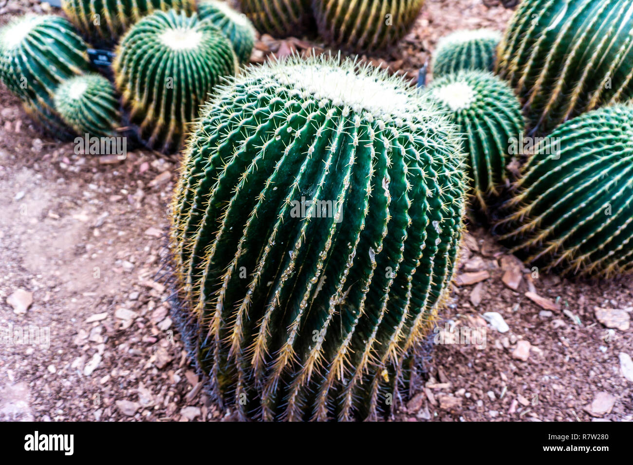 China Shanghai Botanical Garden Greenhouse Dry Desert Climate Different ...