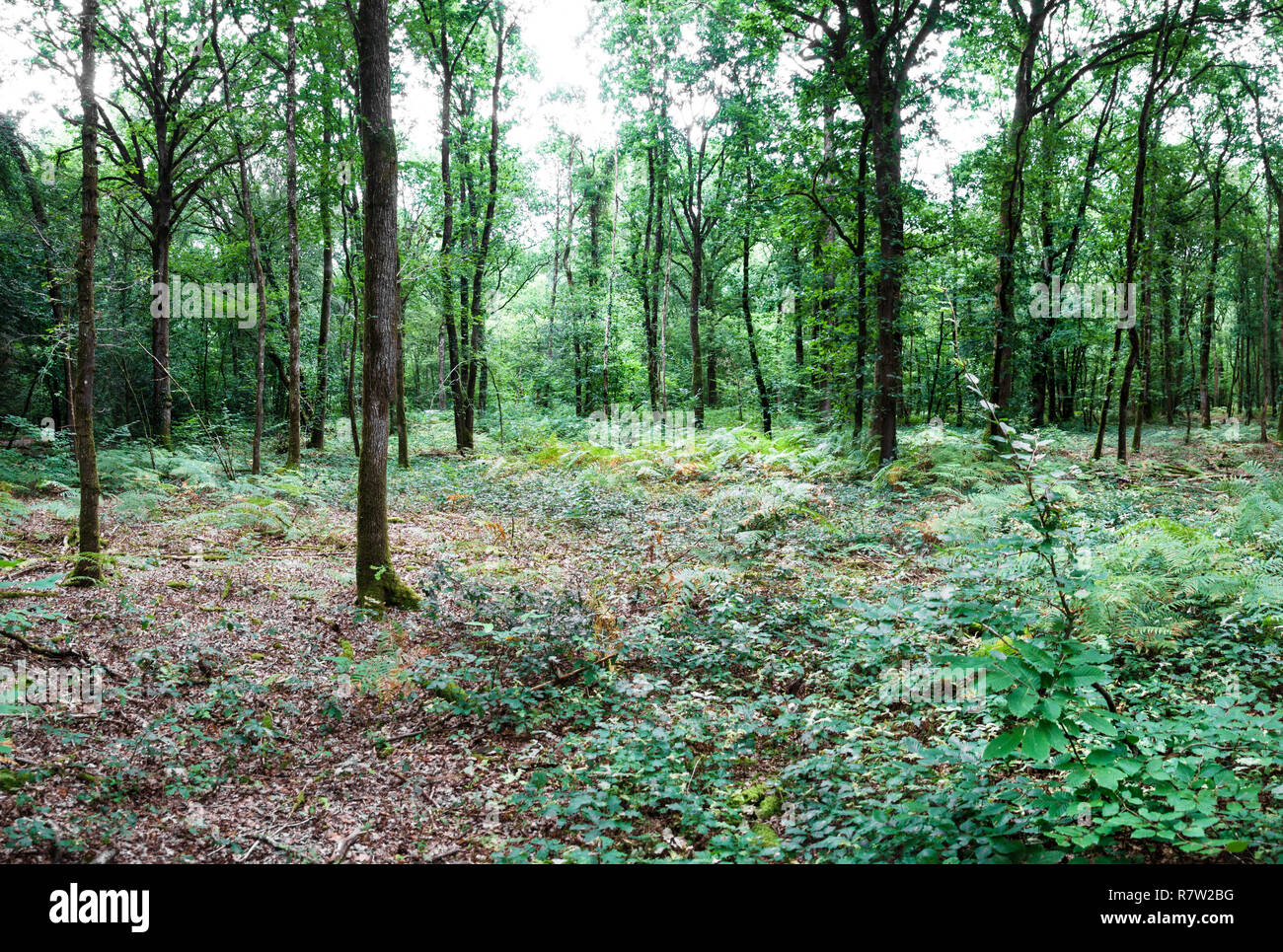 Trees in forest Stock Photo - Alamy