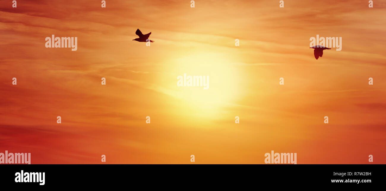 Warm climate birds hi-res stock photography and images - Alamy