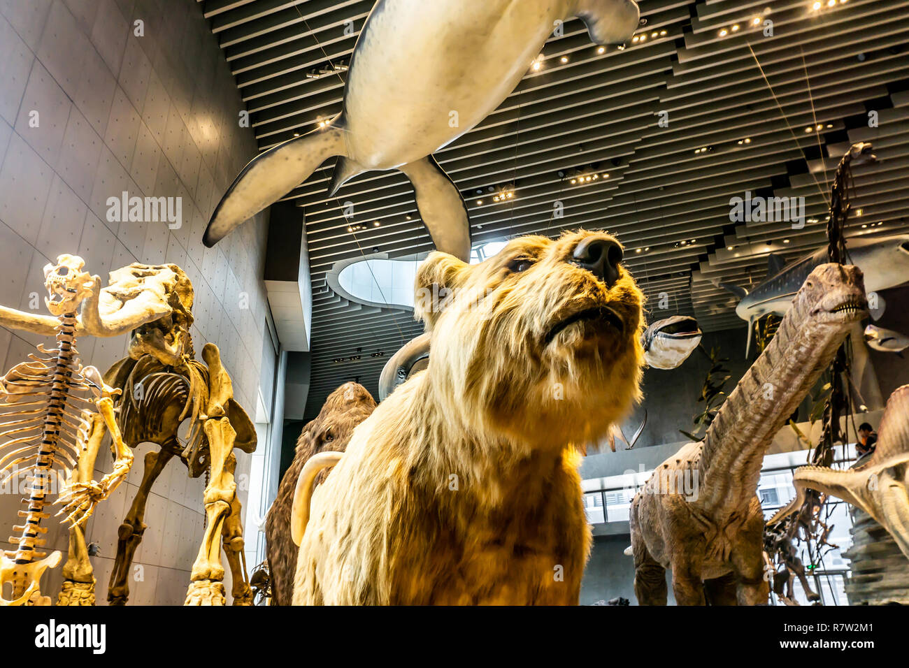 Shanghai Natural History Museum Interior View with Mammals from the ...