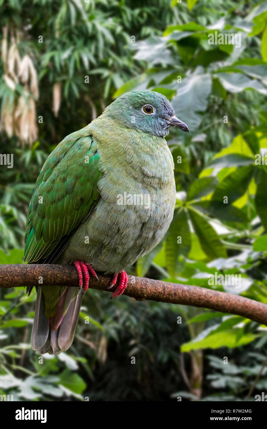 Black-naped fruit dove / black-headed fruit dove (Ptilinopus ...