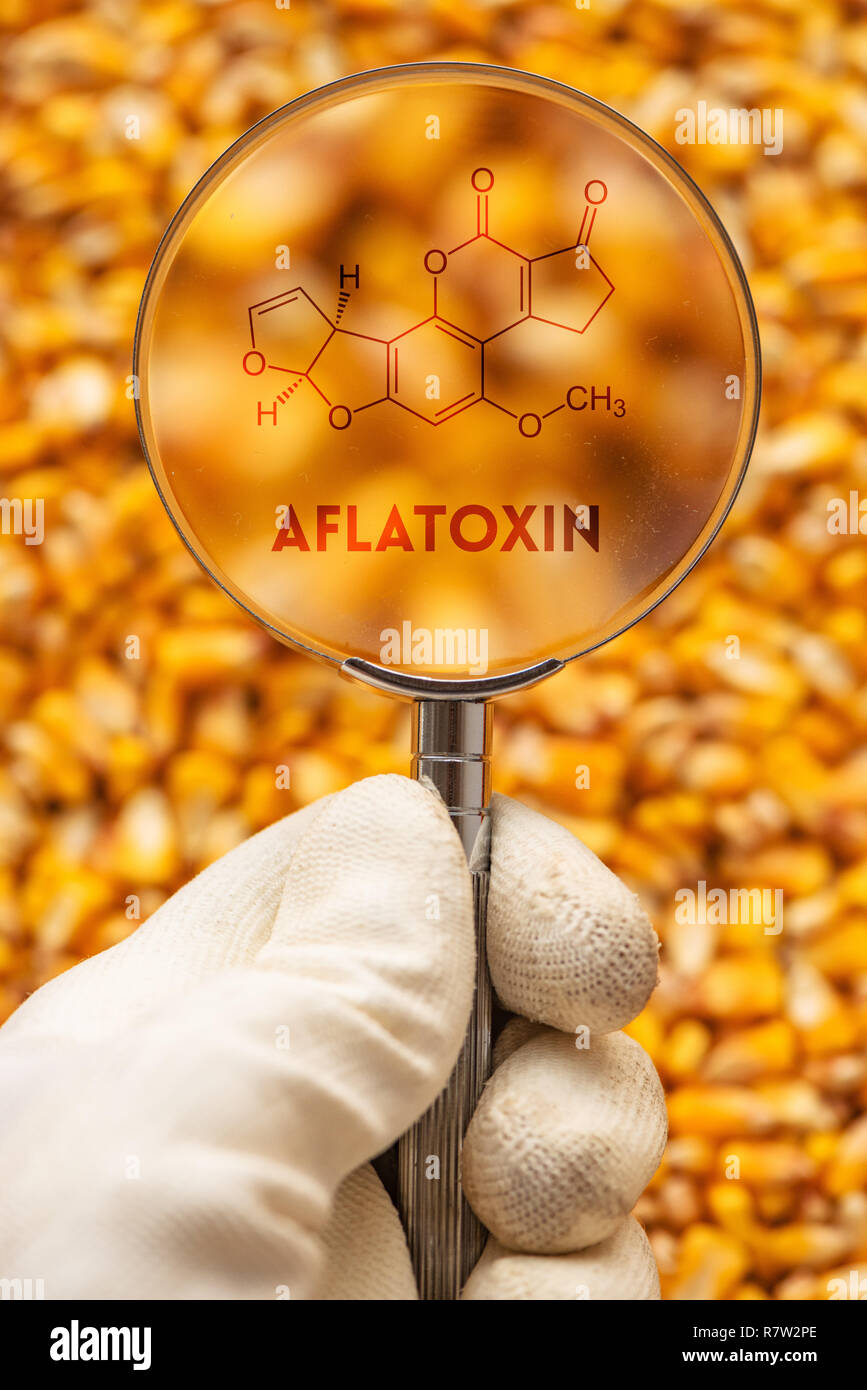 Aflatoxin poisonous carcinogens in harvested corn kernels detected by ...