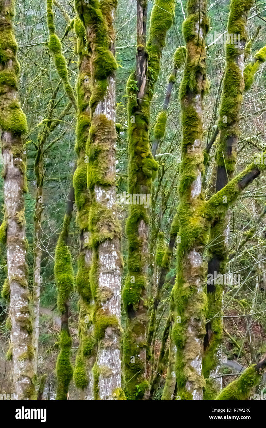 Moss-covered trees at Latourell Falls in the Columbia River Gorge ...