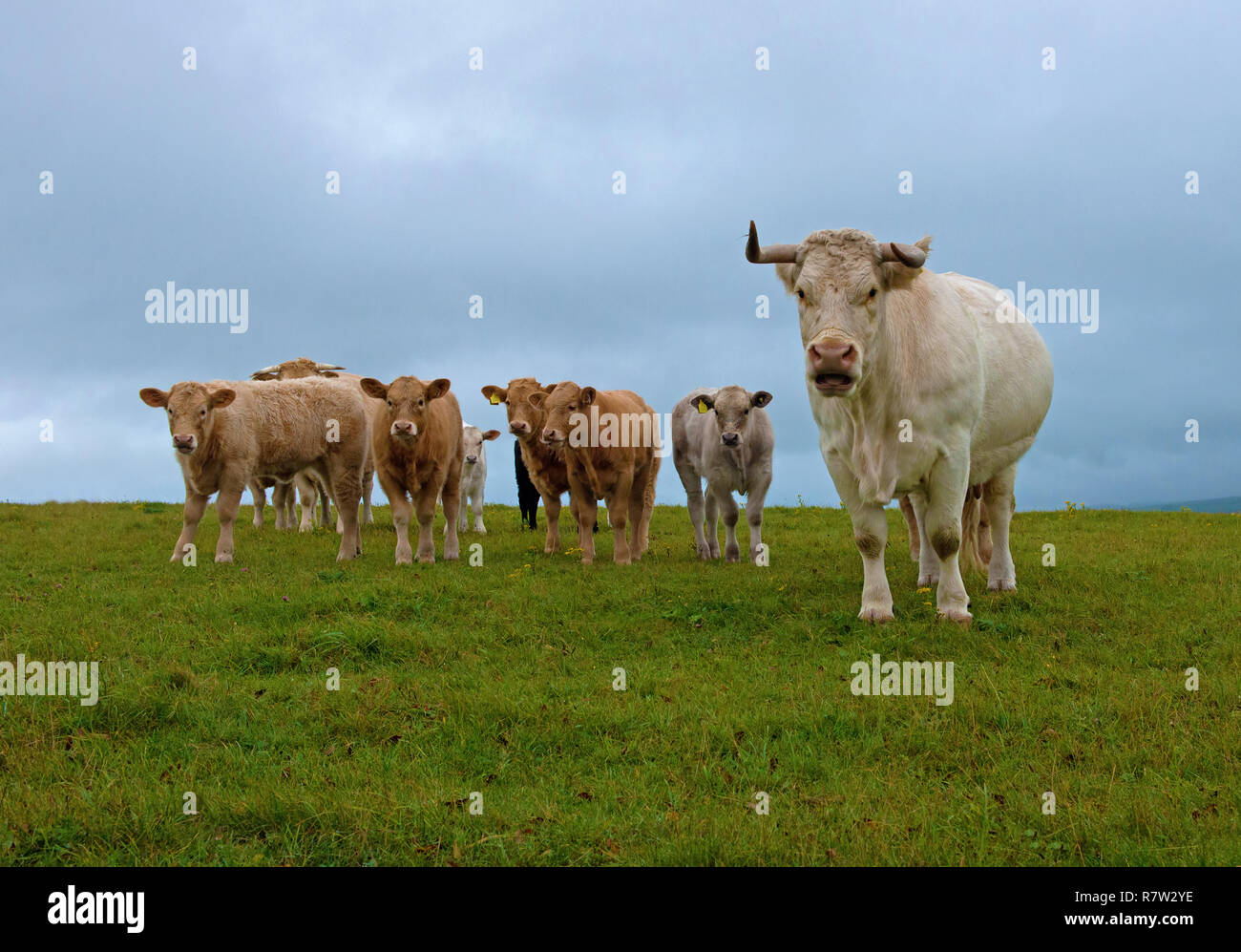 Herd of Cows-Bos taurus. England. Uk Stock Photo - Alamy