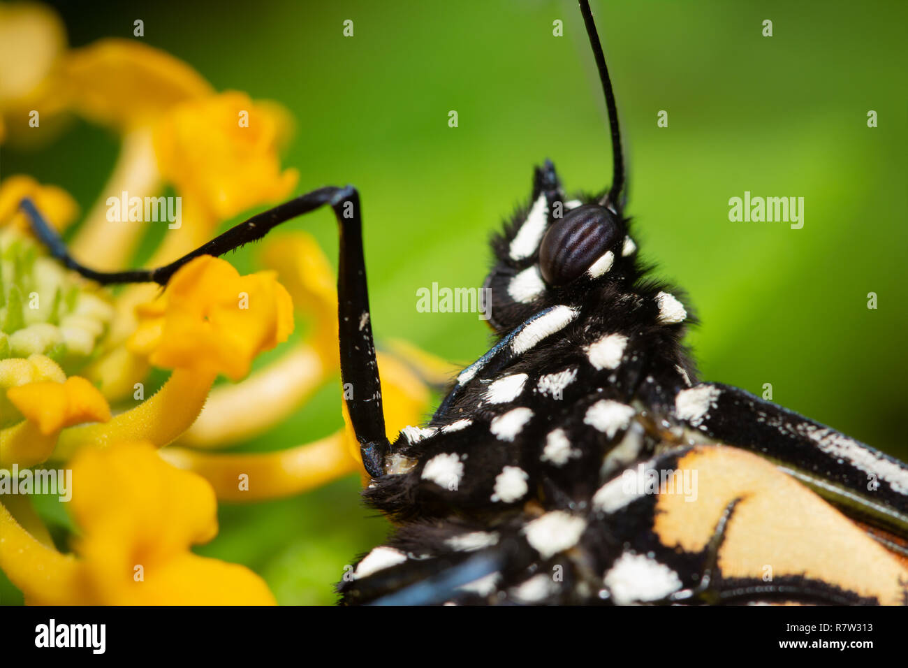 Closeup of a Monarch butterfly on a yellow Lantana flower, with focus ...