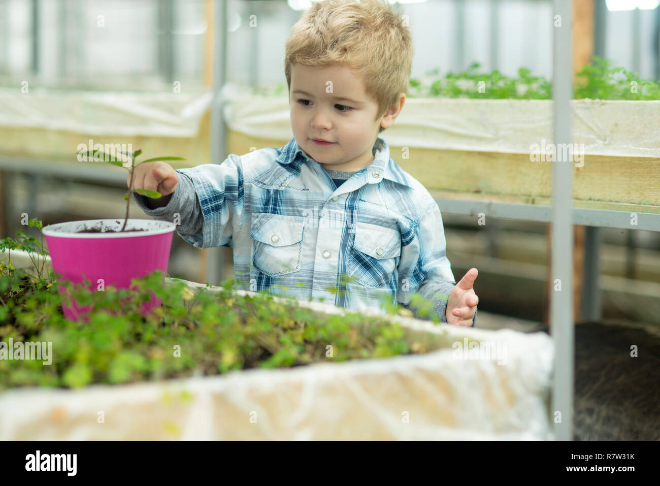 kid in greenhouse. kid in greenhouse working with flowers. small kid in ...