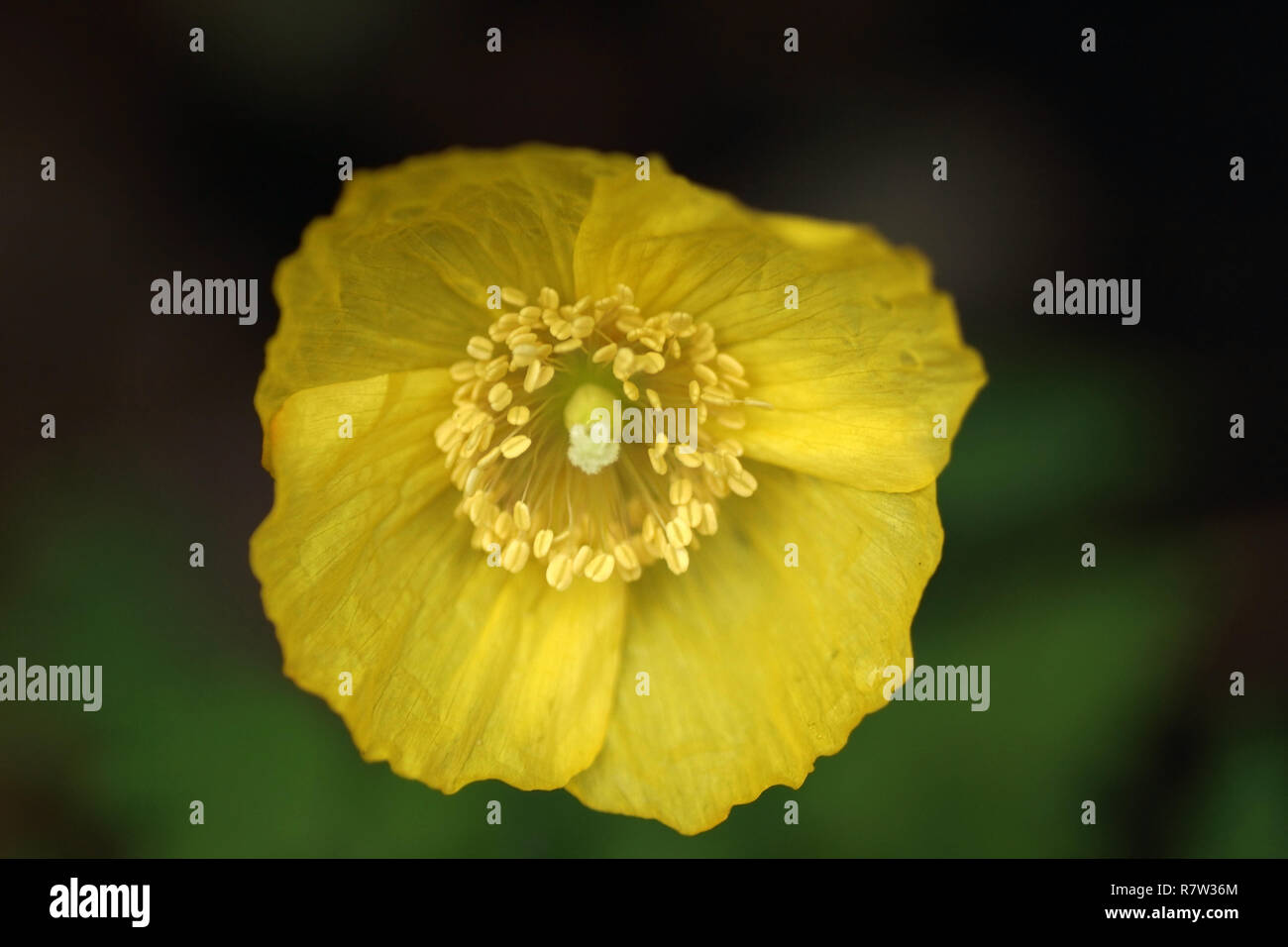 Welsh poppy hi-res stock photography and images - Alamy