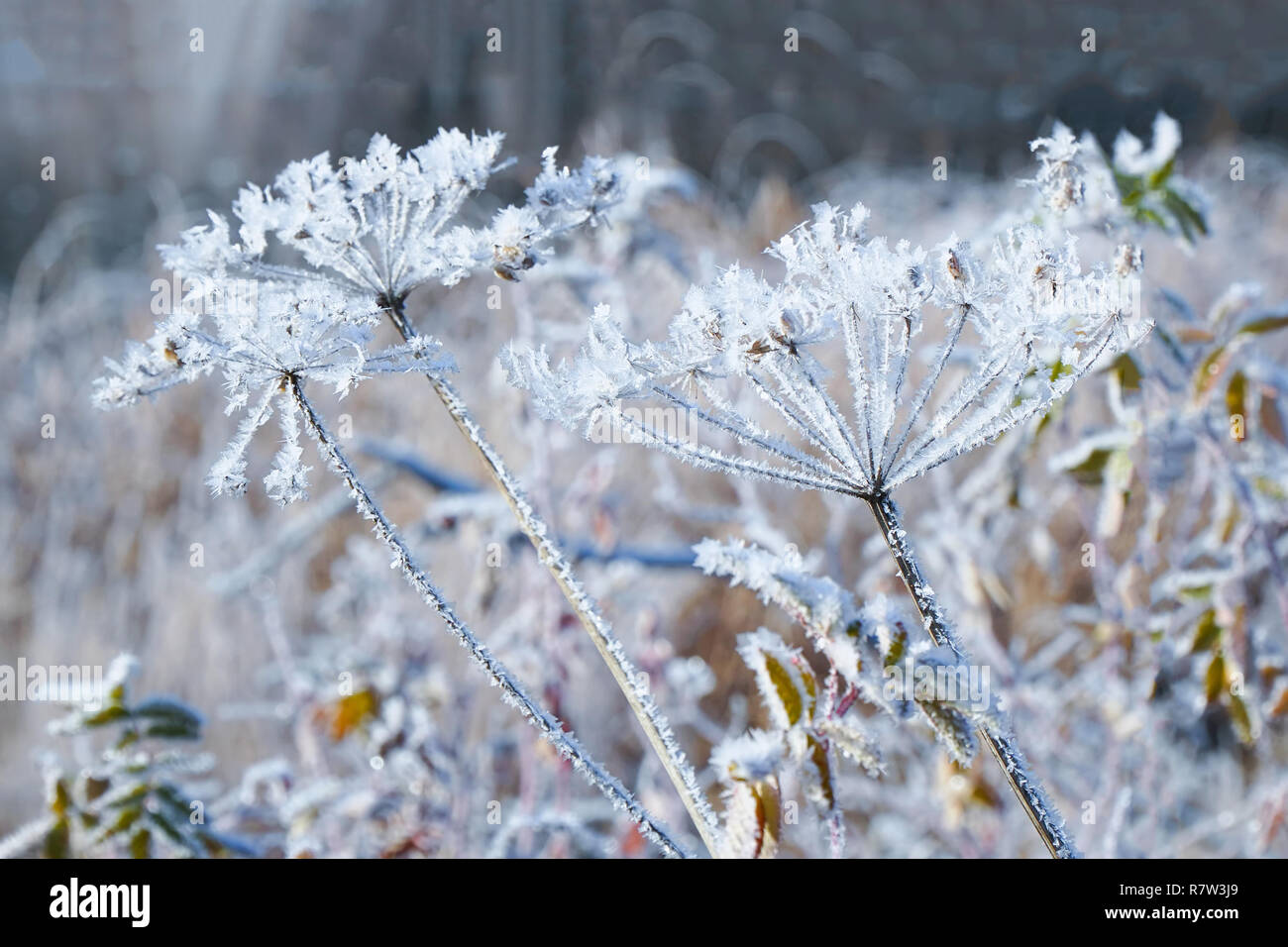 The beautiful Inflorescences covered with hoarfrost and small ice Stock ...