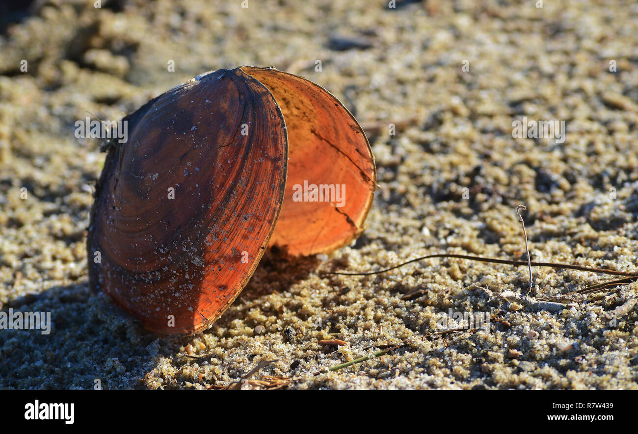Dead shellfish hi-res stock photography and images - Alamy