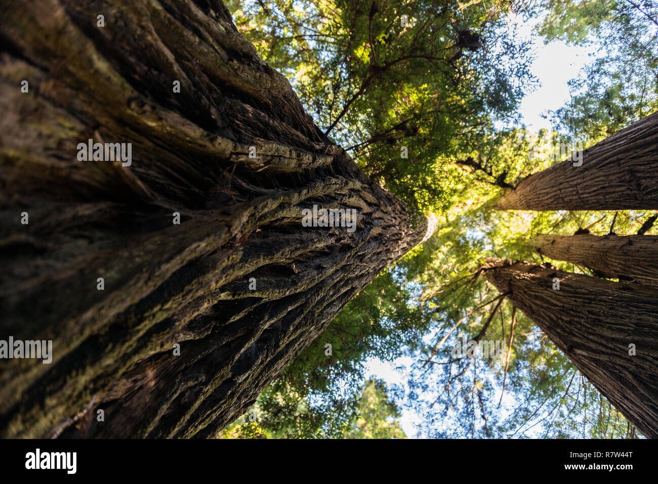 View from below of the detail of the rough bark of one of the towering ...