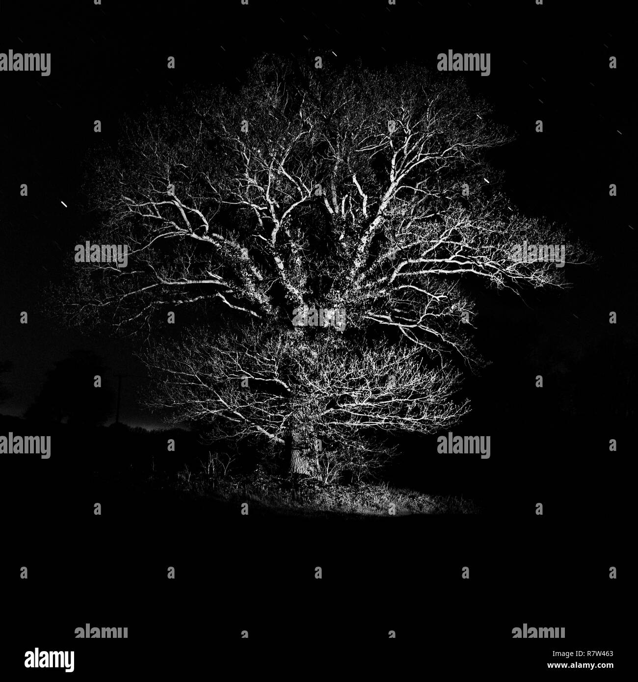 Trees illuminated by flash at night Stock Photo - Alamy