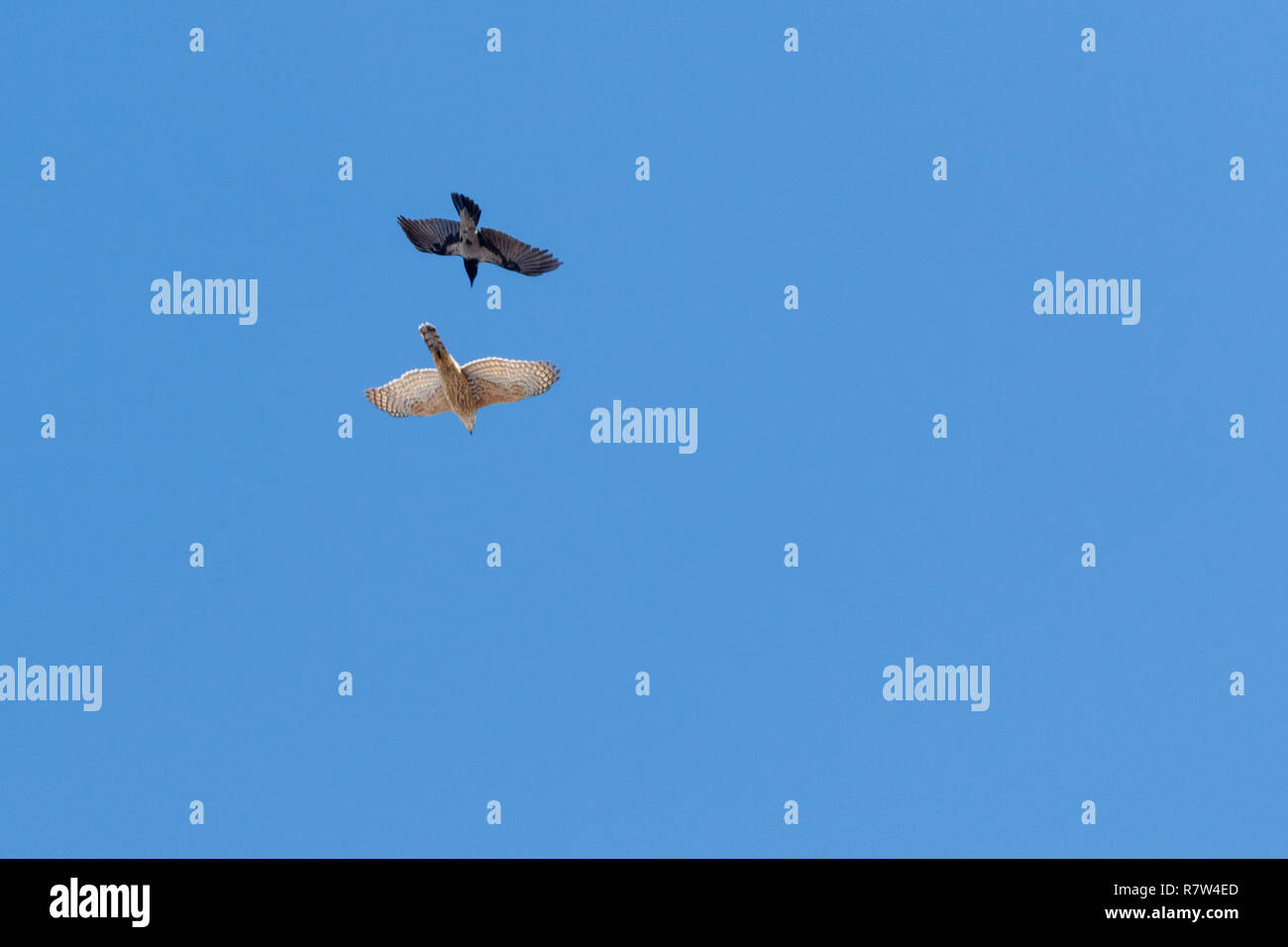 Northern Goshawk (Accipiter gentilis). Russia Stock Photo - Alamy