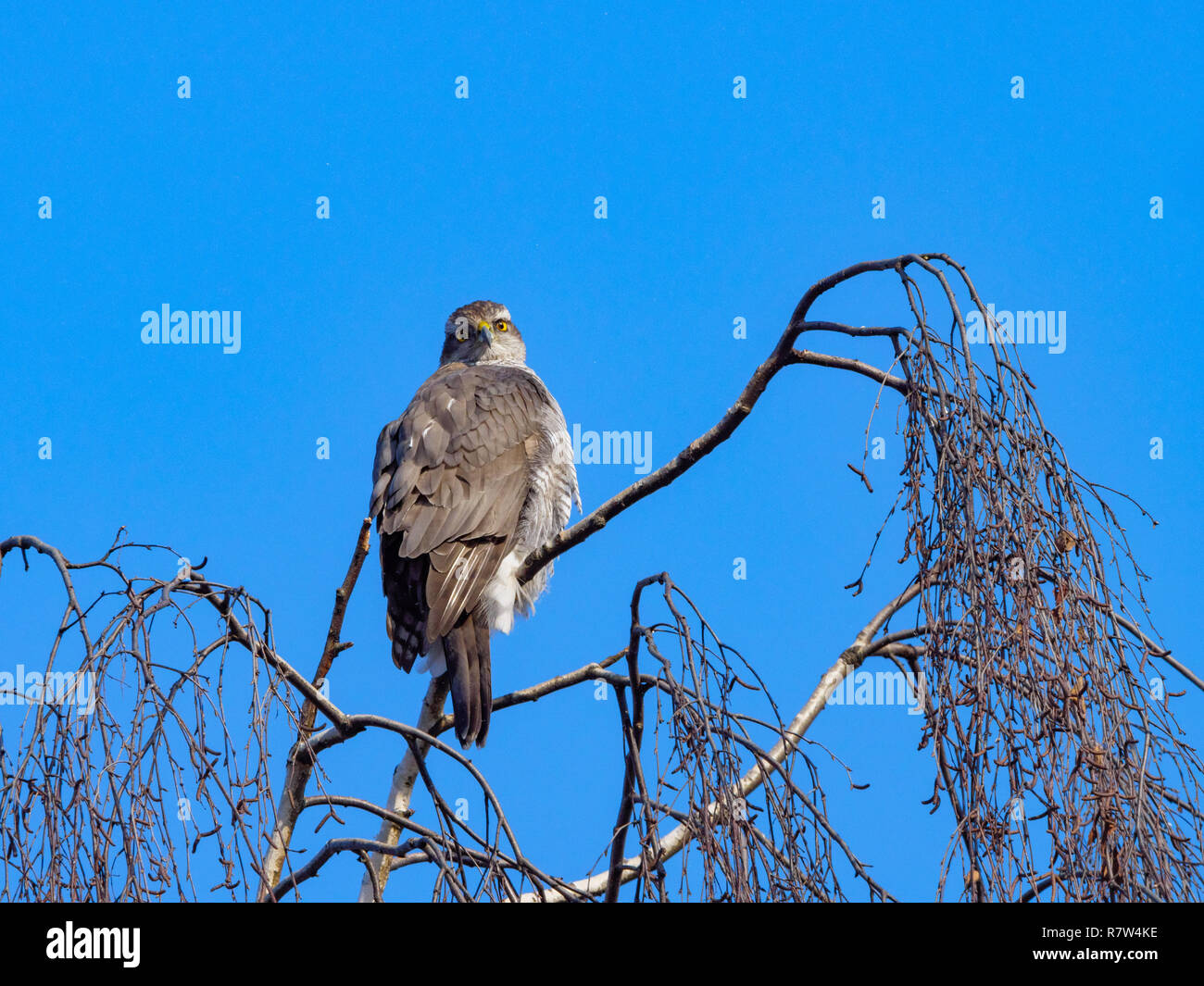 Northern Goshawk (Accipiter gentilis). Russia Stock Photo - Alamy