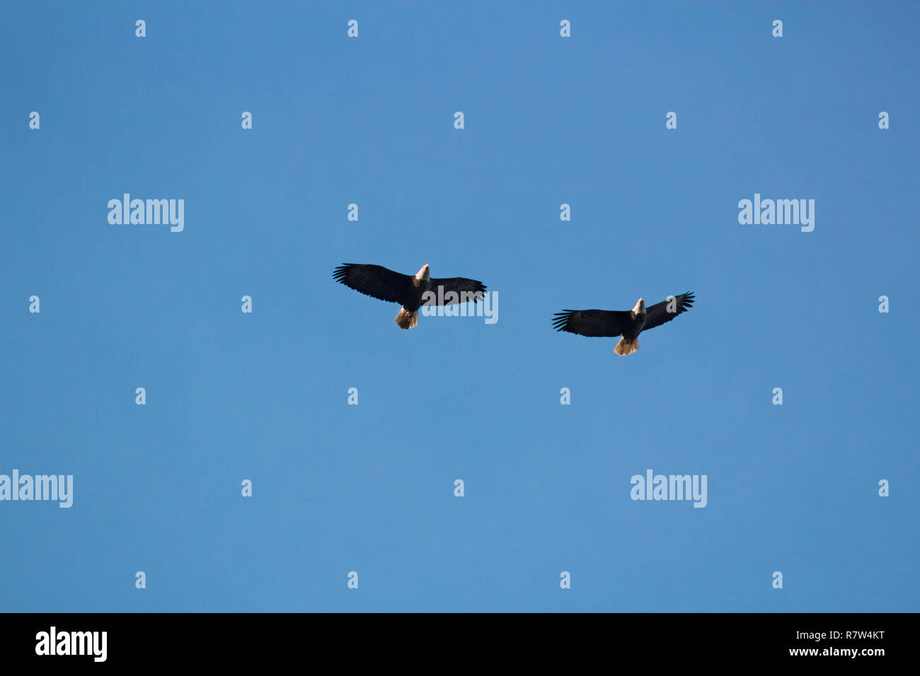Bald eagle flying over water hi-res stock photography and images - Alamy