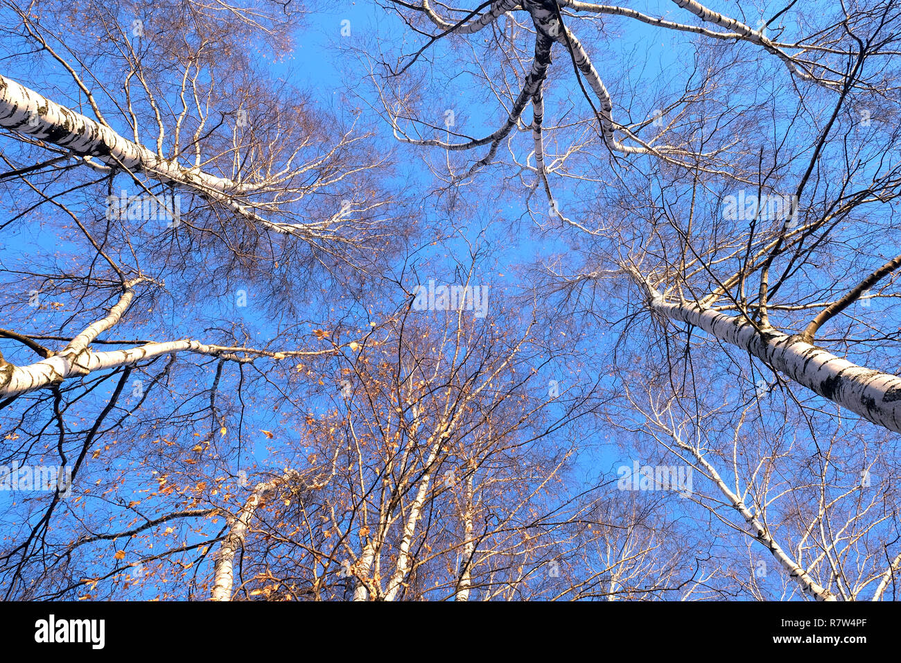 Fall birches hi-res stock photography and images - Alamy