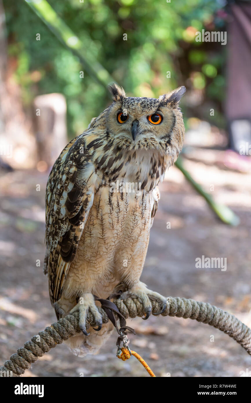 Detailed view of Horned owl, Indian eagle-owl, Bubo bengalensis Stock Photo - Alamy