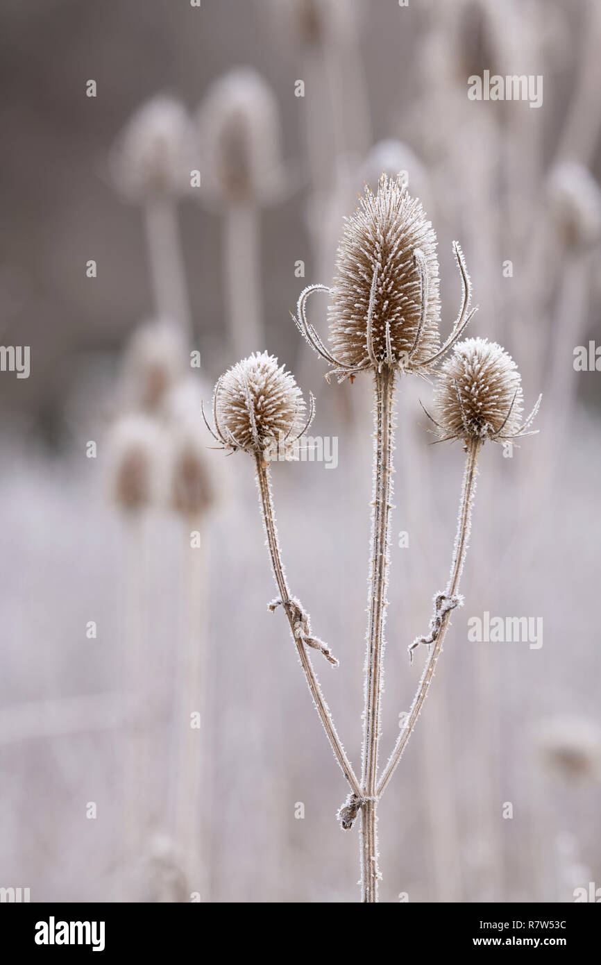Frosted Teasels (Dipsacus Fullonum) on a Cold Winter Morning in the ...