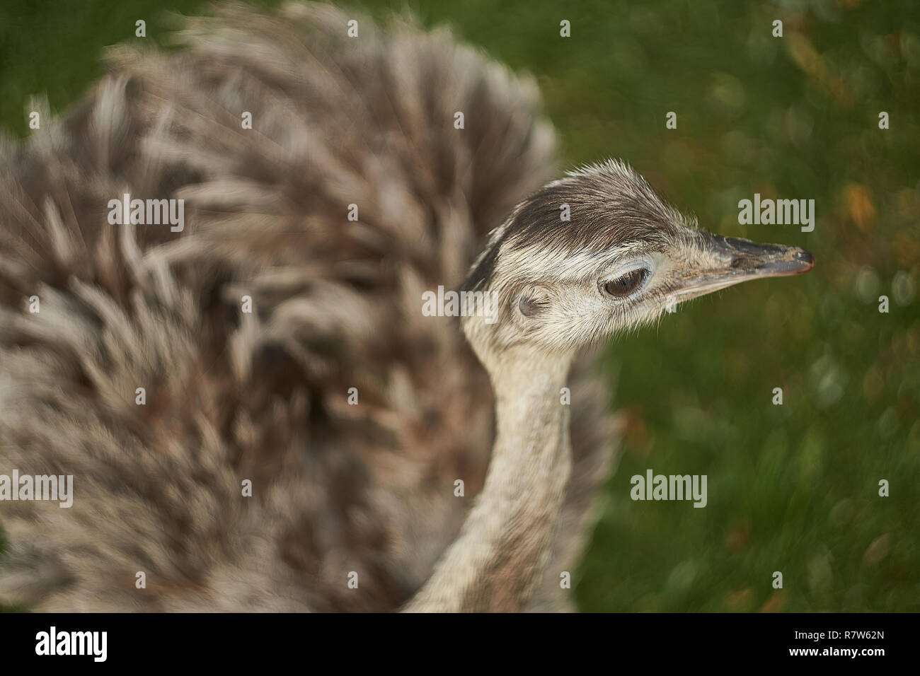 Rhea farm hi-res stock photography and images - Alamy
