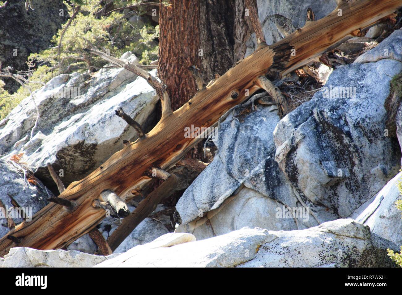 Idyllwild pine trees hi-res stock photography and images - Alamy