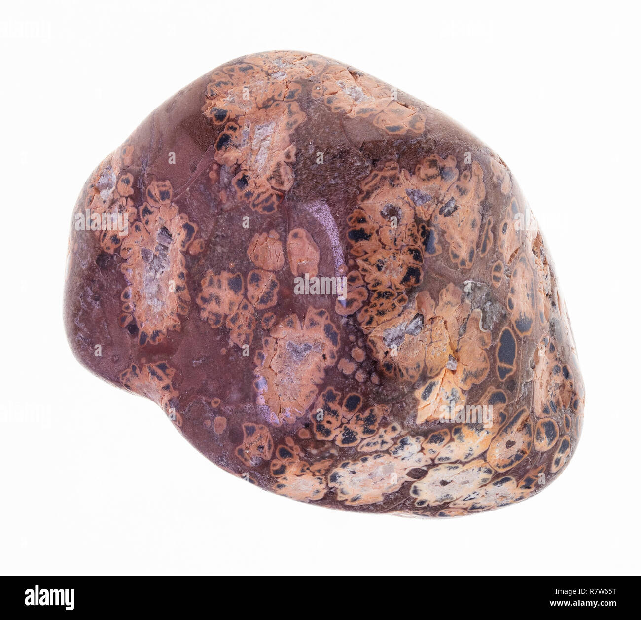 Orbicular jasper mineral stone hi-res stock photography and images - Alamy