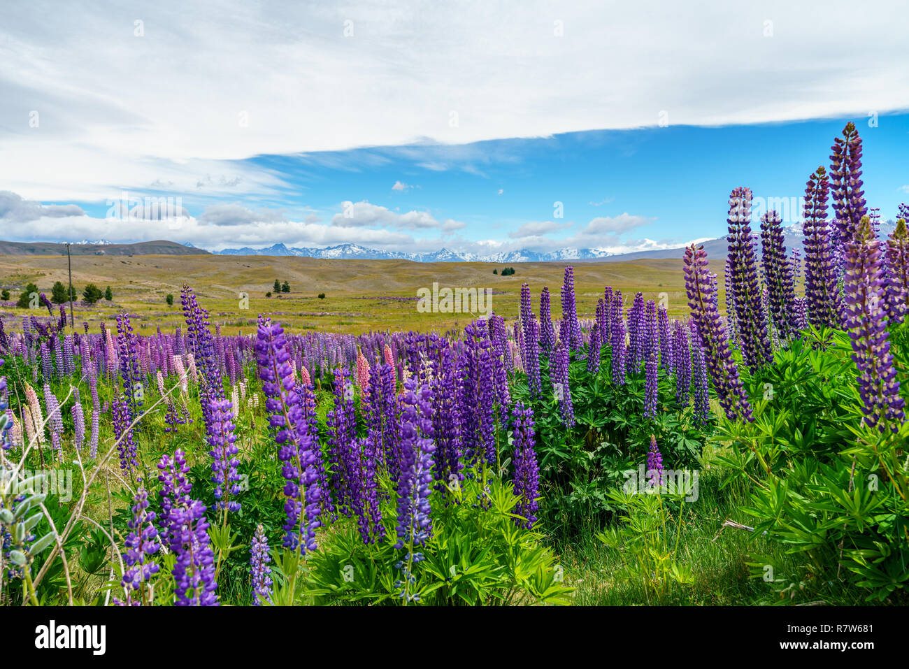 Yellow Bush Lupins High Resolution Stock Photography and Images - Alamy