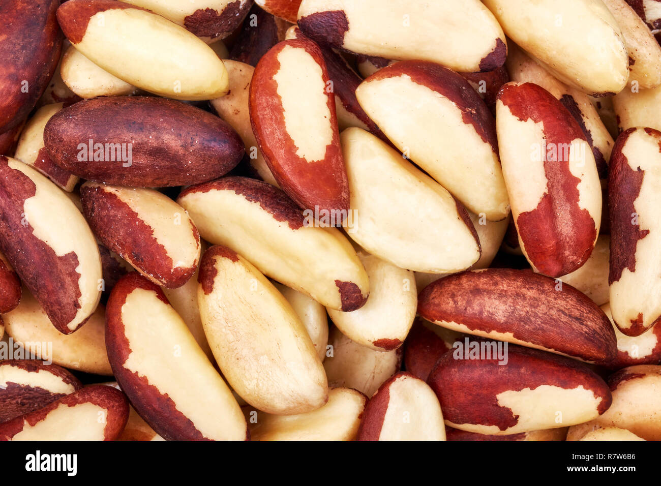 Bertholletia excelsa hi-res stock photography and images - Alamy
