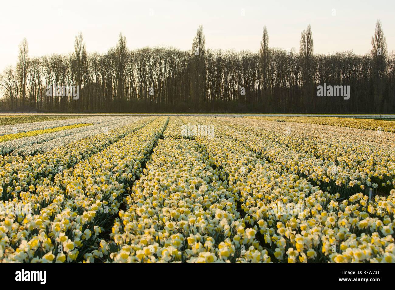 Netherlands, Southern Holland, Lisse, fields of flowers at sunset Stock ...
